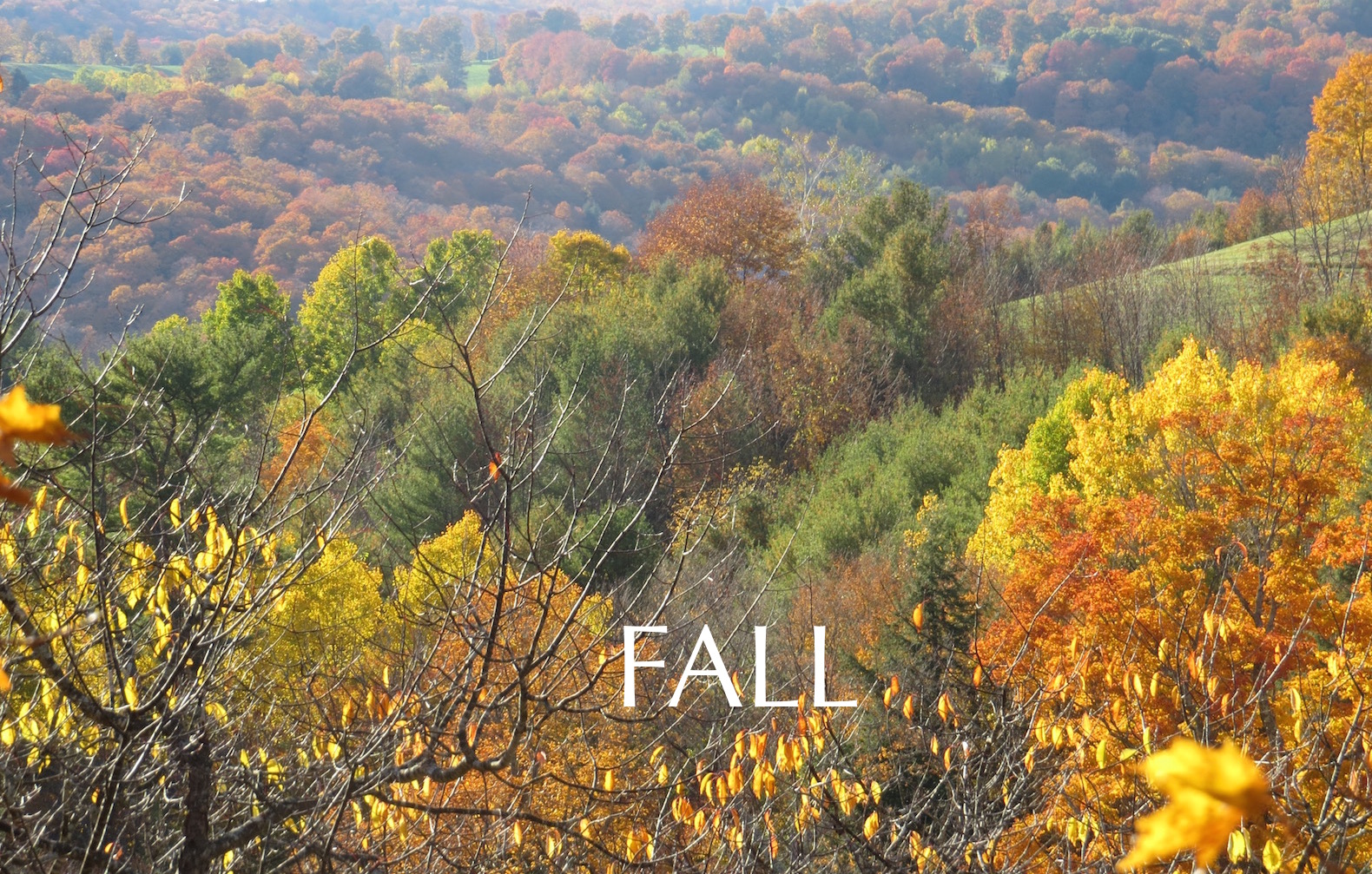 fall5 | TreeWritings